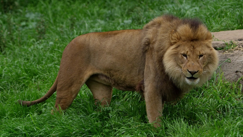 Close Portrait One Male Lion Turning: วิดีโอสต็อก (ปลอดค่าลิขสิทธิ์ 100 ...