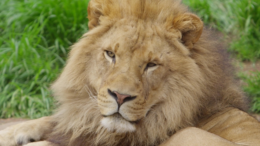 male lion ear flips listening prey Stock Footage Video (100% Royalty ...