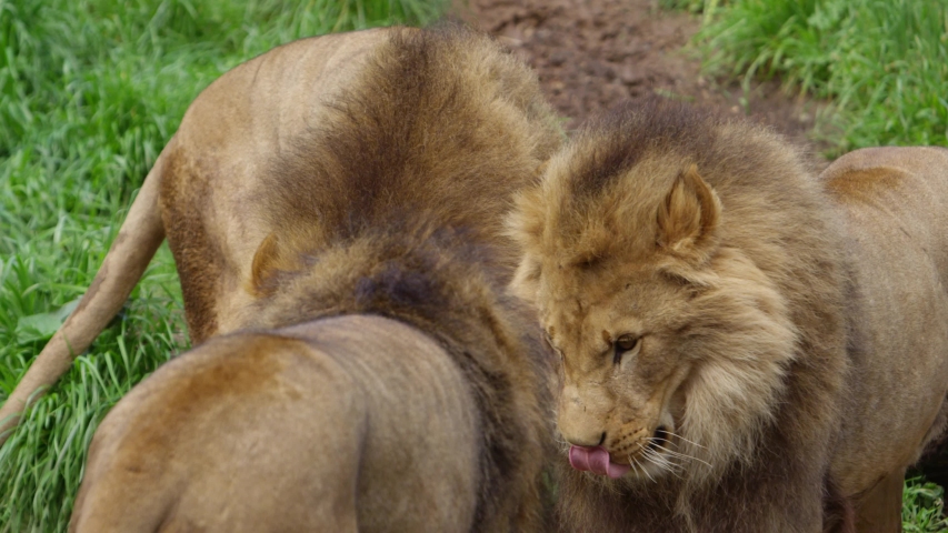 Rogue Lions Brothers Snuggling Cute Stock Footage Video (100% Royalty ...