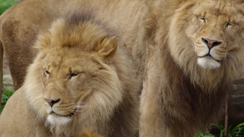 Rogue Lion Brother Smelling the Stock Footage Video (100% Royalty-free ...