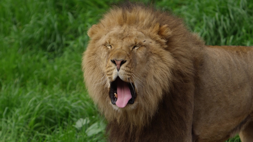229 Lion sleeping jungle Stock Video Footage - 4K and HD Video Clips ...