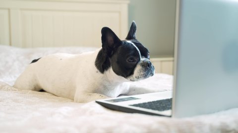 English Bulldog Sitting Desk Front Computer Stock Photo (Edit Now ...