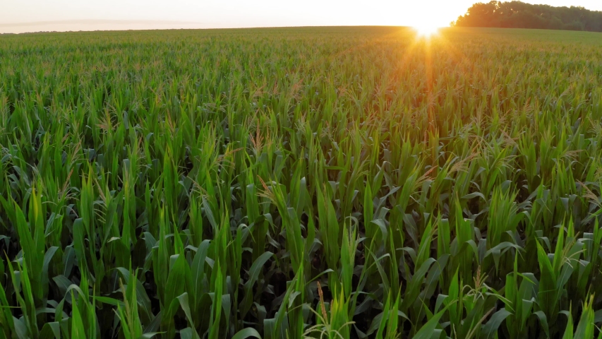Flying Over Corn Field During Stock Footage Video (100% Royalty-free ...