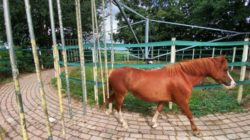 Carousel Training Stock Video Footage - 4K and HD Video Clips ...