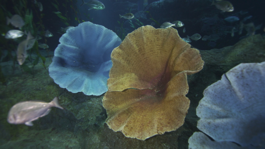 Atlantis Aquarium Stock Video Footage - 4K and HD Video Clips ...