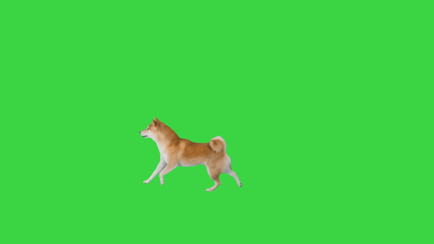 Green Screen Dog Stock Footage ~ Royalty Free Stock Videos | Pond5
