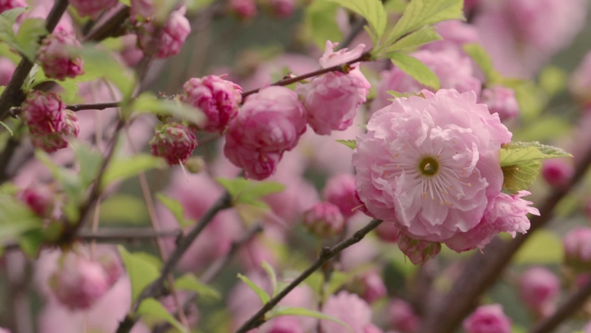 flowering almond prunus triloba 'multiplex' spring Stock Footage Video ...
