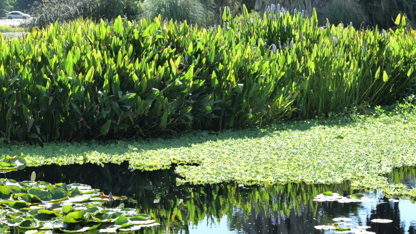 Landscape with reeds with pond and Lily Pads image - Free stock photo ...