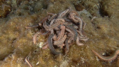 Fireworms Mating Season Close Real Timing Stock Footage Video (100% ...