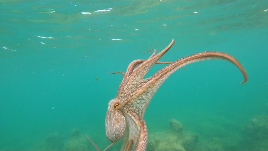 Wild Octopus Open Arms Underwater View Stock Footage Video (100% ...