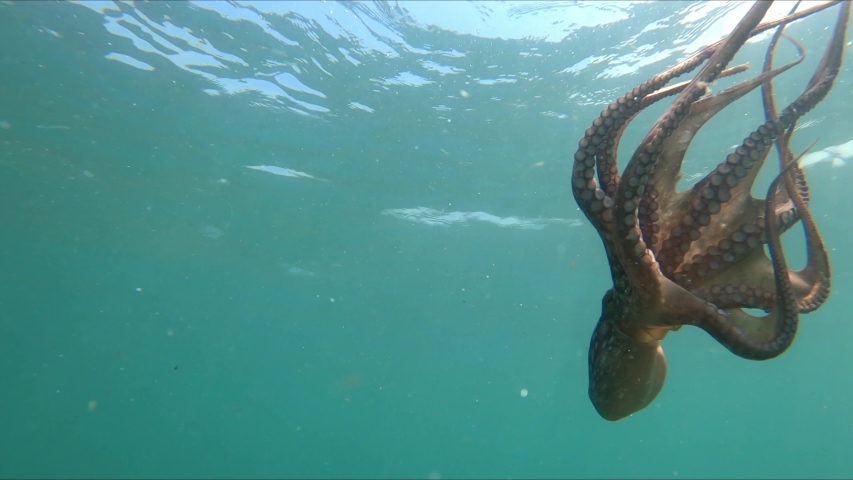 Wild Octopus with Open Arms Stock Footage Video (100% Royalty-free ...