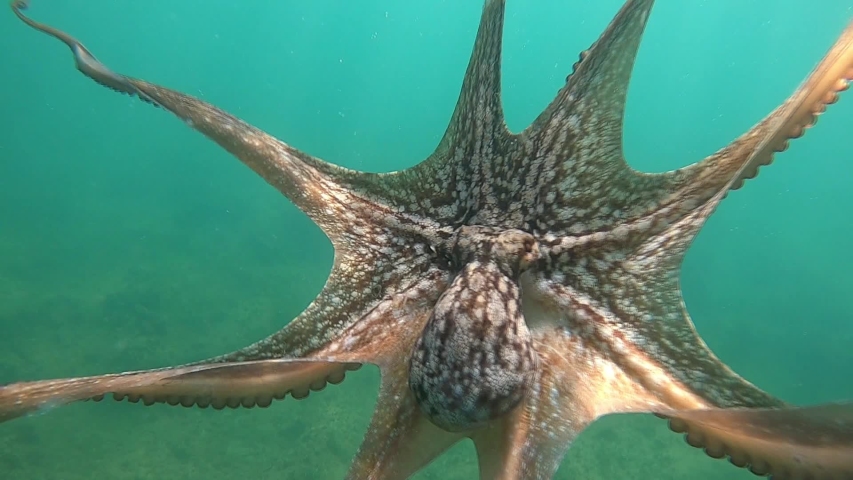 wild octopus open arms underwater view Stock Footage Video (100% ...