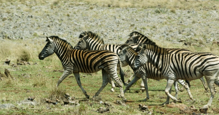 Herd of Zebras Running Playfully Stock Footage Video (100% Royalty-free ...