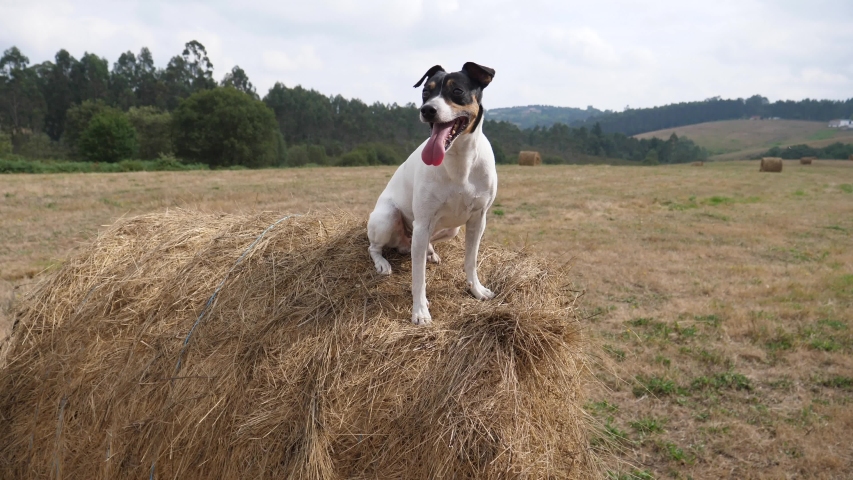 Jack Russell Cow Stock Video Footage - 4K and HD Video Clips | Shutterstock