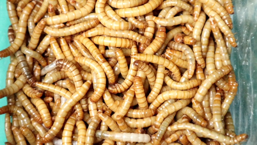 mealworms superworm isolated| larva larvae Stock Footage Video (100% ...