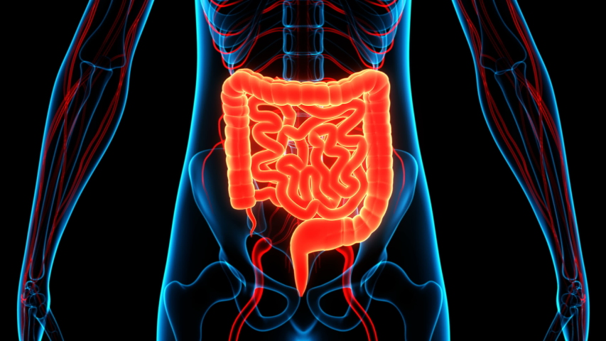 Pain Large Intestine Stock Video Footage - 4K and HD Video Clips ...