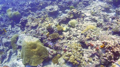 Giant Puffer Fish On Reef Maldives Stock Footage Video (100% Royalty ...