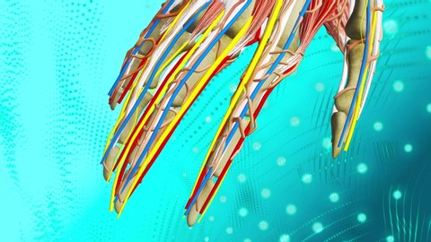 Animated Human Arm Anatomy Muscles Arteries Stock Footage Video (100% ...