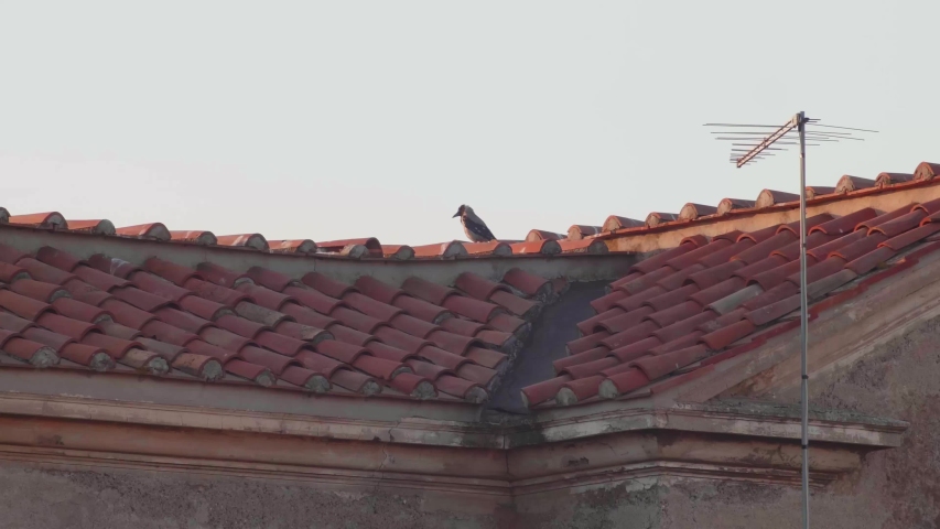 crow taking rest on city roof Stock Footage Video (100% Royalty-free ...