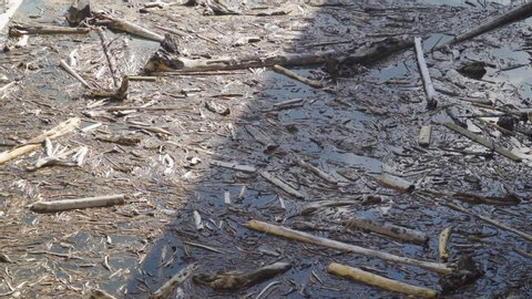 Twigs Leaves Trunk Floating Water Near Stock Footage Video (100% ...