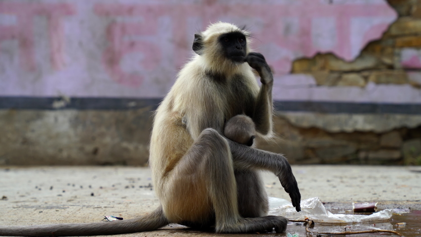 vervet baby monkey mothers's hand black Stock Footage Video (100% ...