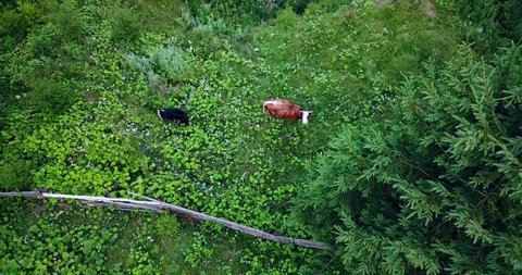 Tiger stripe cattle Stock Video Footage - 4K and HD Video Clips ...