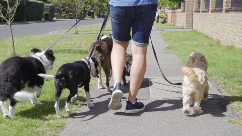 Young Man Walking Five Dogs Along Stock Footage Video (100% Royalty ...