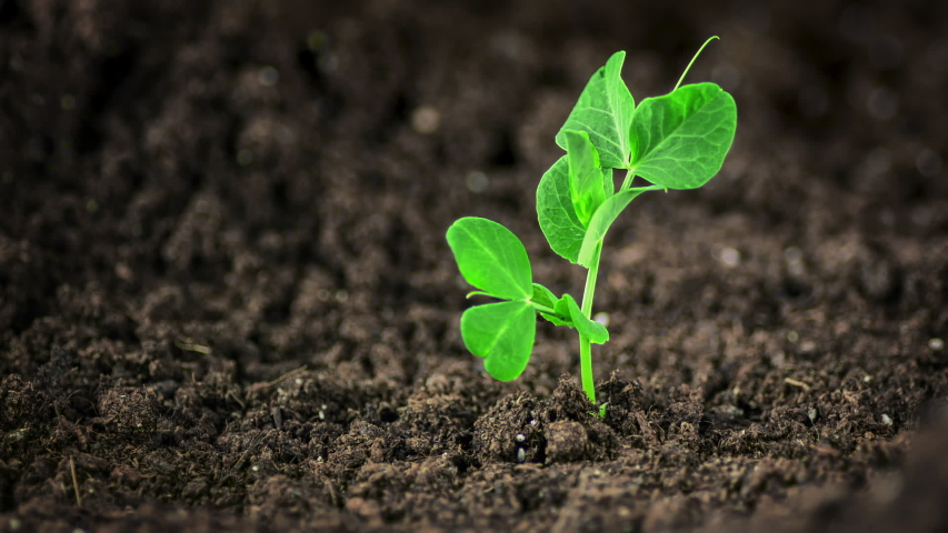 Seed germination process Stock Video Footage - 4K and HD Video Clips ...