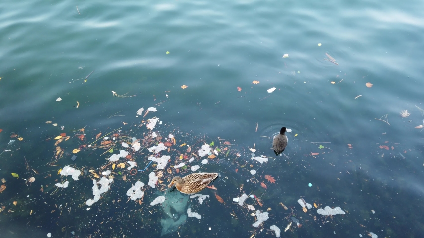 Trash ducks Stock Video Footage - 4K and HD Video Clips | Shutterstock