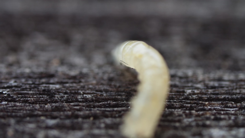 Macro Shot Obscene Little Maggot Stock Footage Video (100% Royalty-free ...