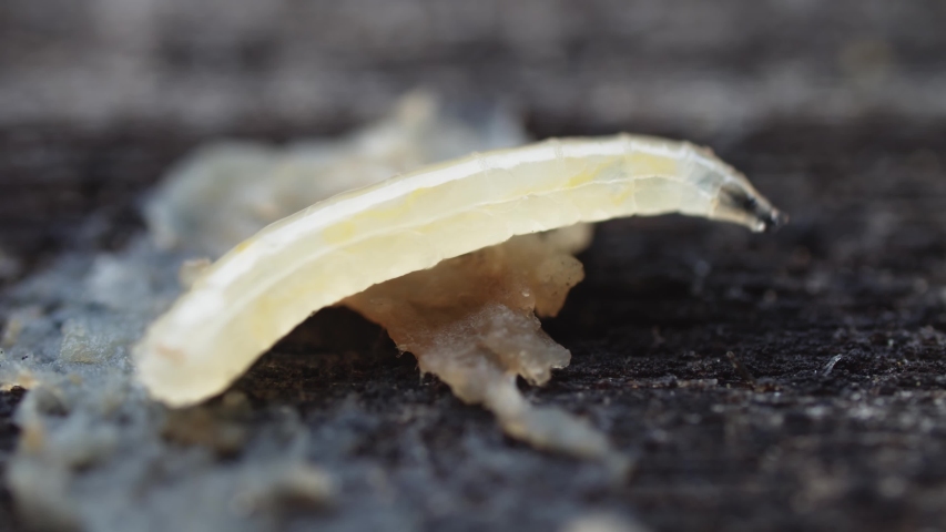Little One Fly Larvae Worm Stock Footage Video (100% Royalty-free ...