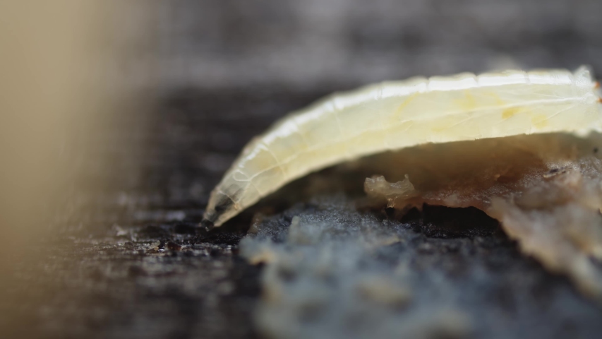 Worms Maggots Stock Video Footage - 4K and HD Video Clips | Shutterstock