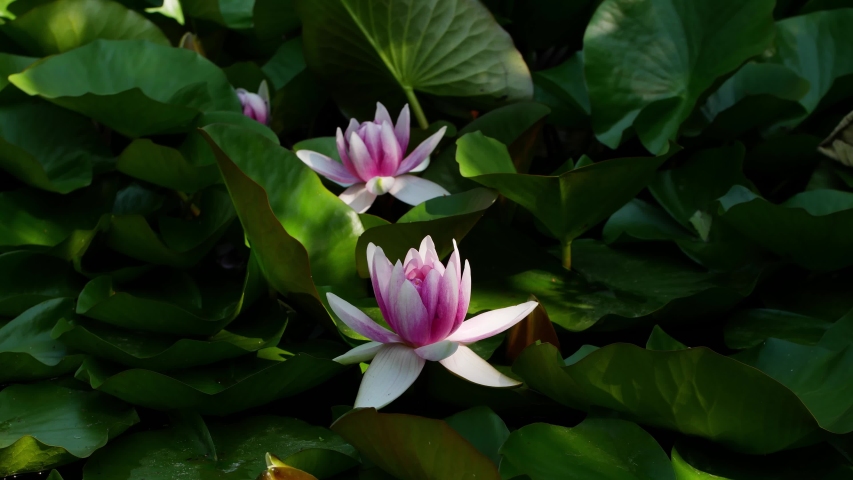 4k Time Lapse Lotus Opening. Stock Footage Video (100% Royalty-free ...