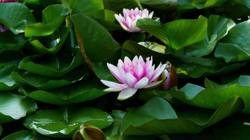 4k Time Lapse Lotus Opening. Stock Footage Video (100% Royalty-free ...