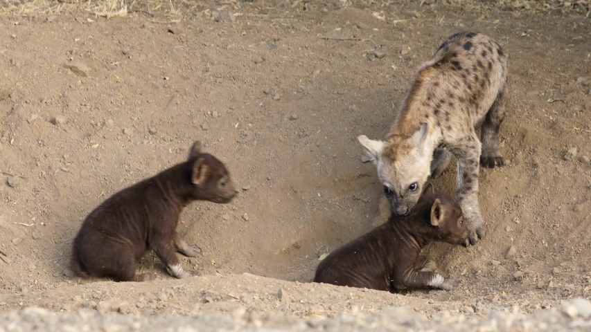 Playful Spotted Hyena (crocuta Crocuta) Stock Footage Video (100% ...