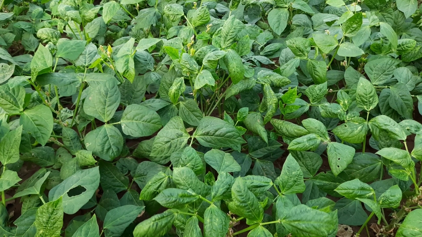 cowpea farming plants long bean Stock Footage Video (100% Royalty-free ...