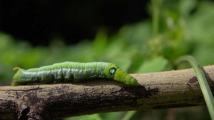 caterpillar walking on branch Stock Footage Video (100% Royalty-free ...