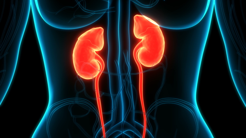 3,035 Urinary System Stock Video Footage - 4K and HD Video Clips ...