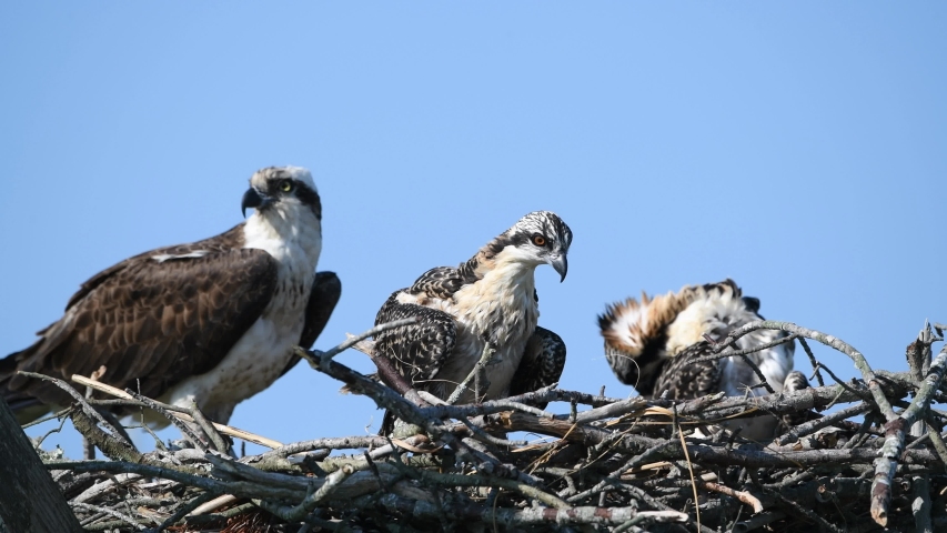 Osprey in Nest image - Free stock photo - Public Domain photo - CC0 Images