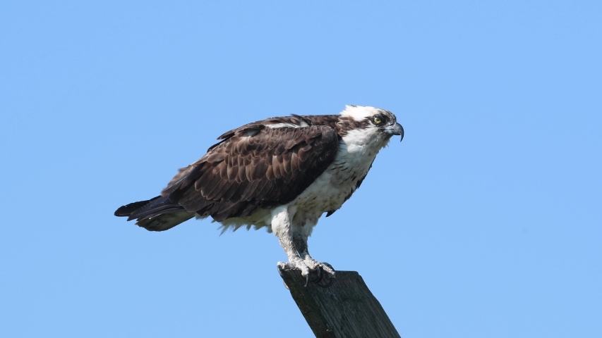 Osprey in Nest image - Free stock photo - Public Domain photo - CC0 Images