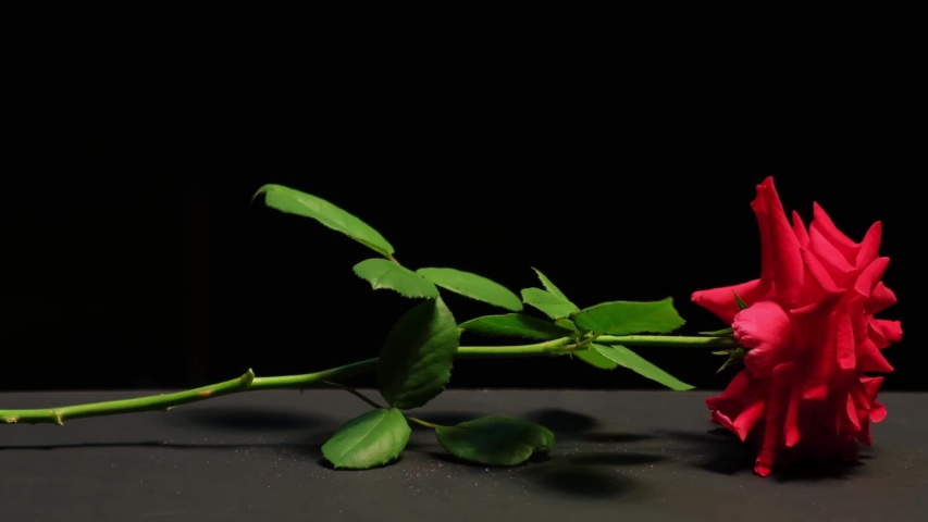 Single Red Rose Wallpaper Stock Video Footage - 4K and HD Video Clips ...