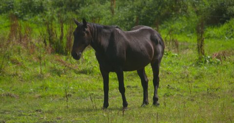 Brown Horse Twitching Muscles Swishing Tail Stock Footage Video (100% ...
