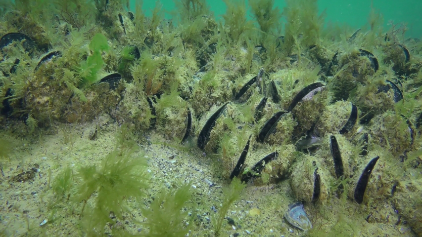 Sessile animals Stock Video Footage - 4K and HD Video Clips | Shutterstock