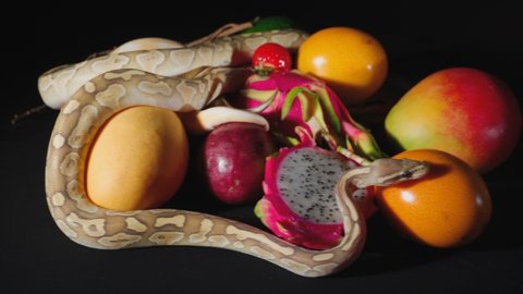 Fresh Exotic Fruits Ball Pythons Stock Footage Video (100% Royalty-free ...