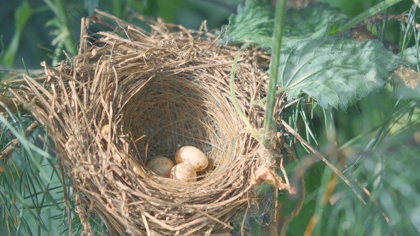 Wind Egg Stock Video Footage - 4K and HD Video Clips | Shutterstock