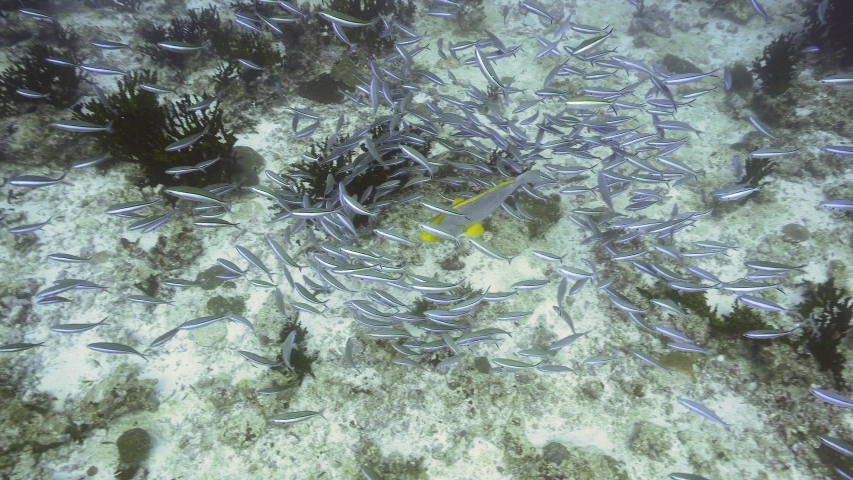 yellow fin grouper maldives Stock Footage Video (100% Royalty-free ...