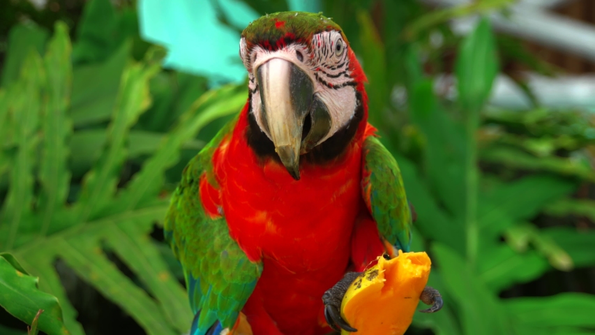 Parrot Eating Mango Stock Video Footage - 4K and HD Video Clips ...