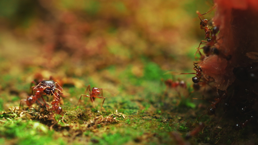 close ants communicate each other group Stock Footage Video (100% ...