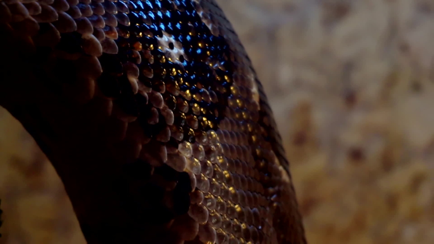 huge python close up exotic snake Stock Footage Video (100% Royalty ...