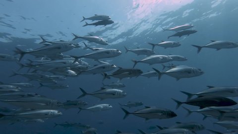 Group Fish Swimming Same Direction During Stock Footage Video (100% ...
